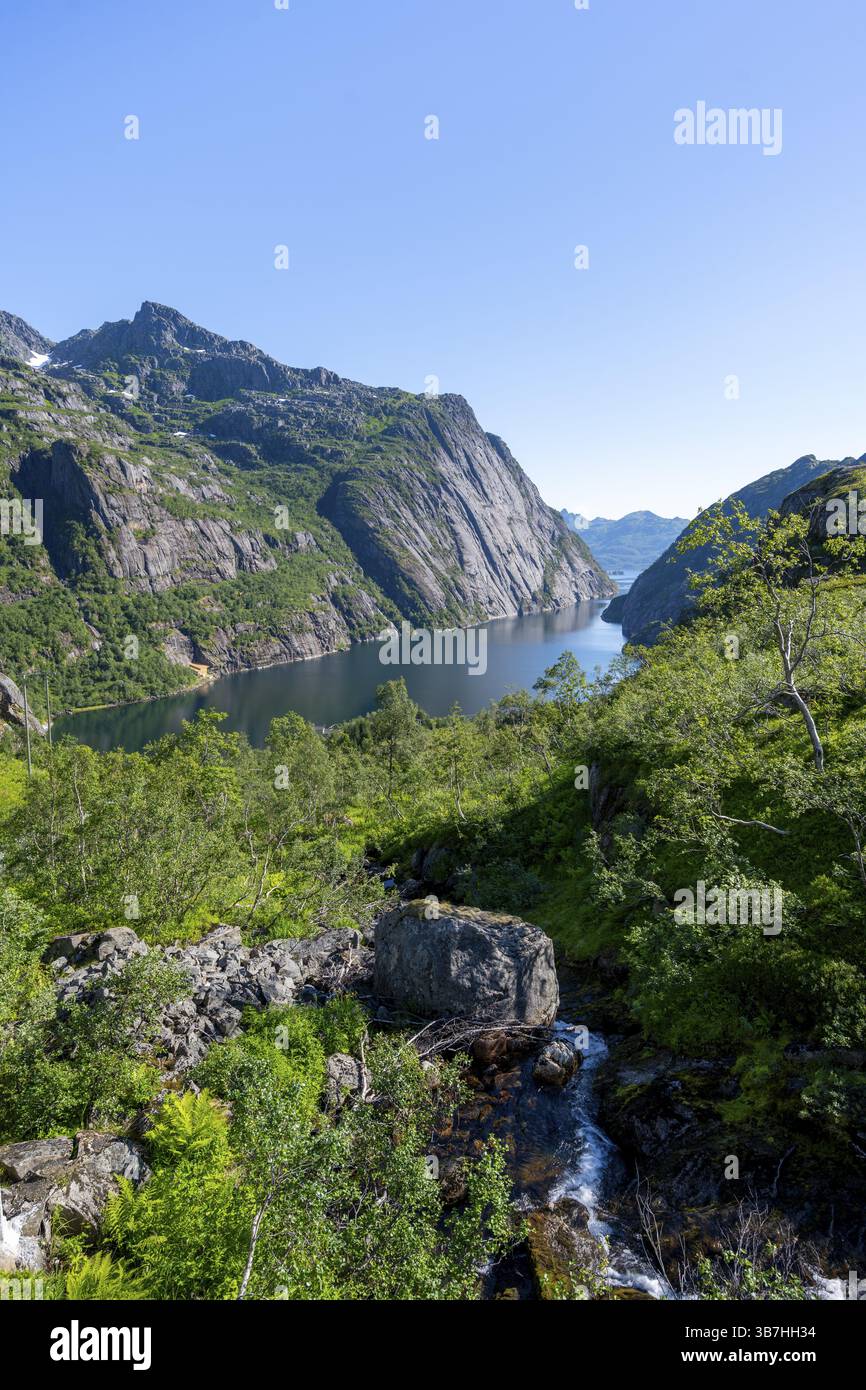 Small mountain stream between birch trees, view of fjord Trollfjord ...