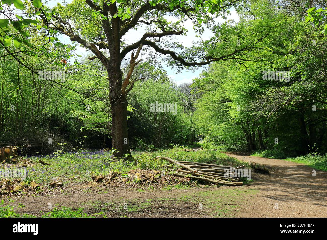 A pile of logs and decaying tree stumps in Trosley country park Stock ...