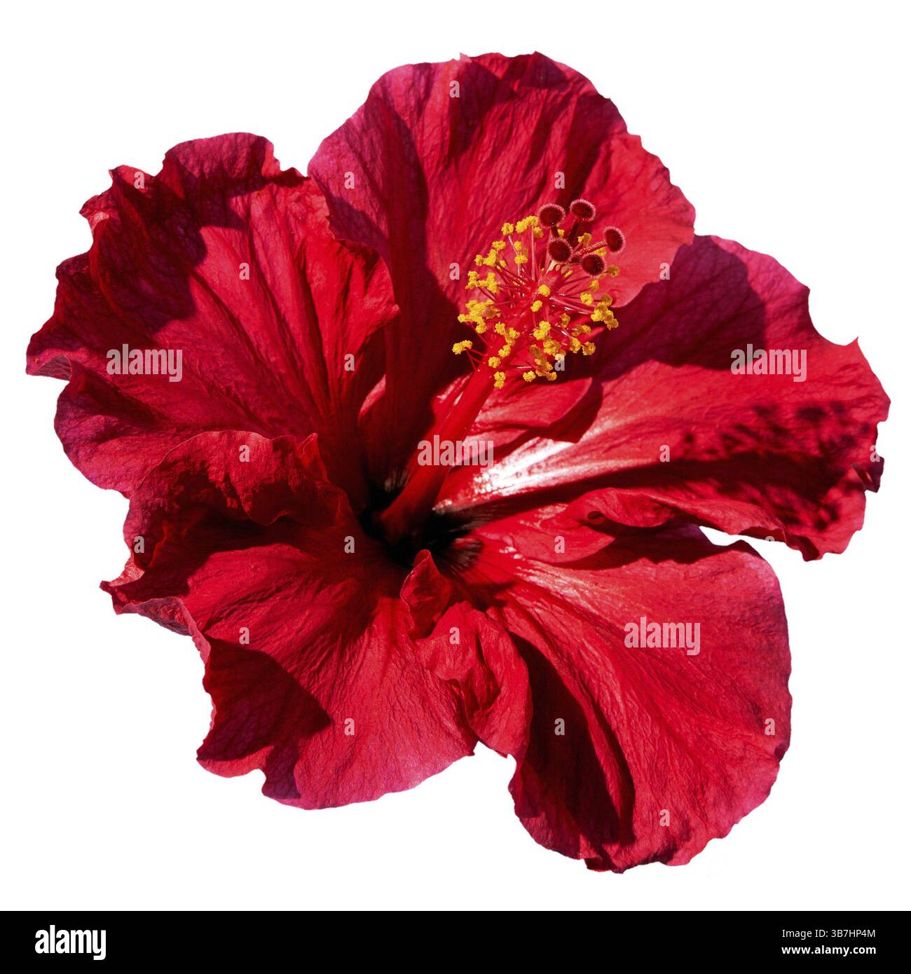 Flower from down Cut Out Stock Images & Pictures - Alamy