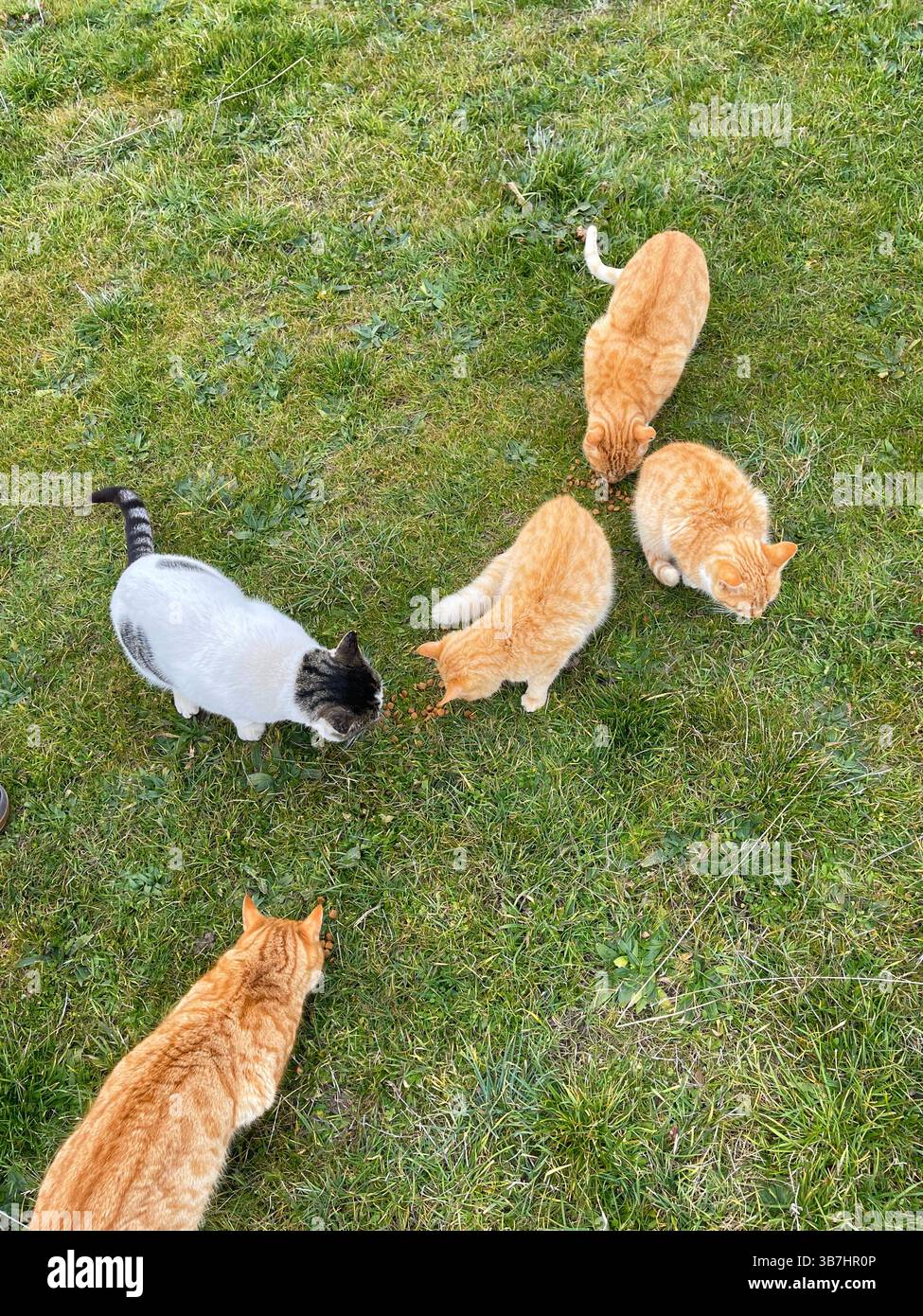 Stray cats eating cat hi-res stock photography and images - Alamy