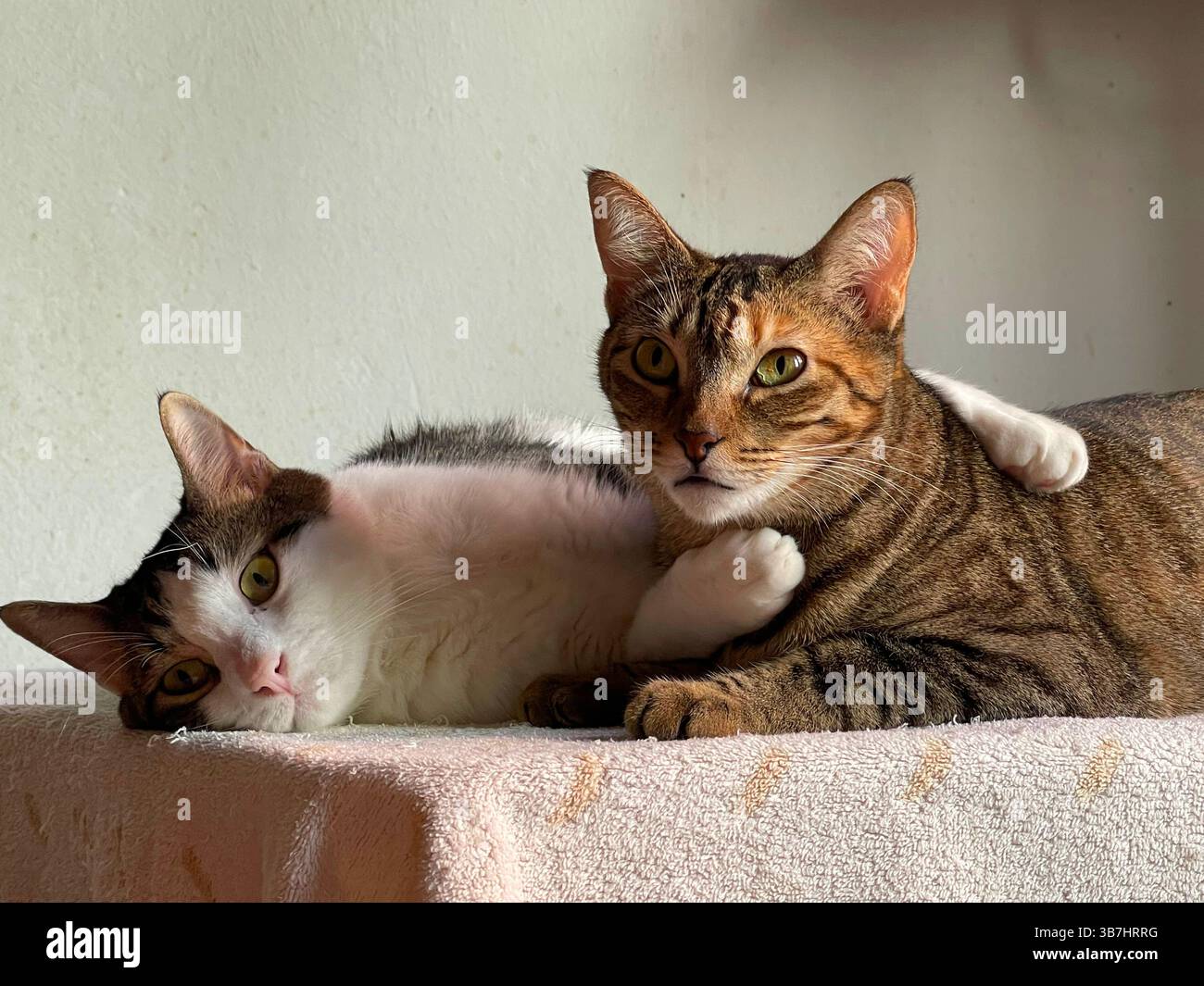 Adorable couple of cats Stock Photo - Alamy