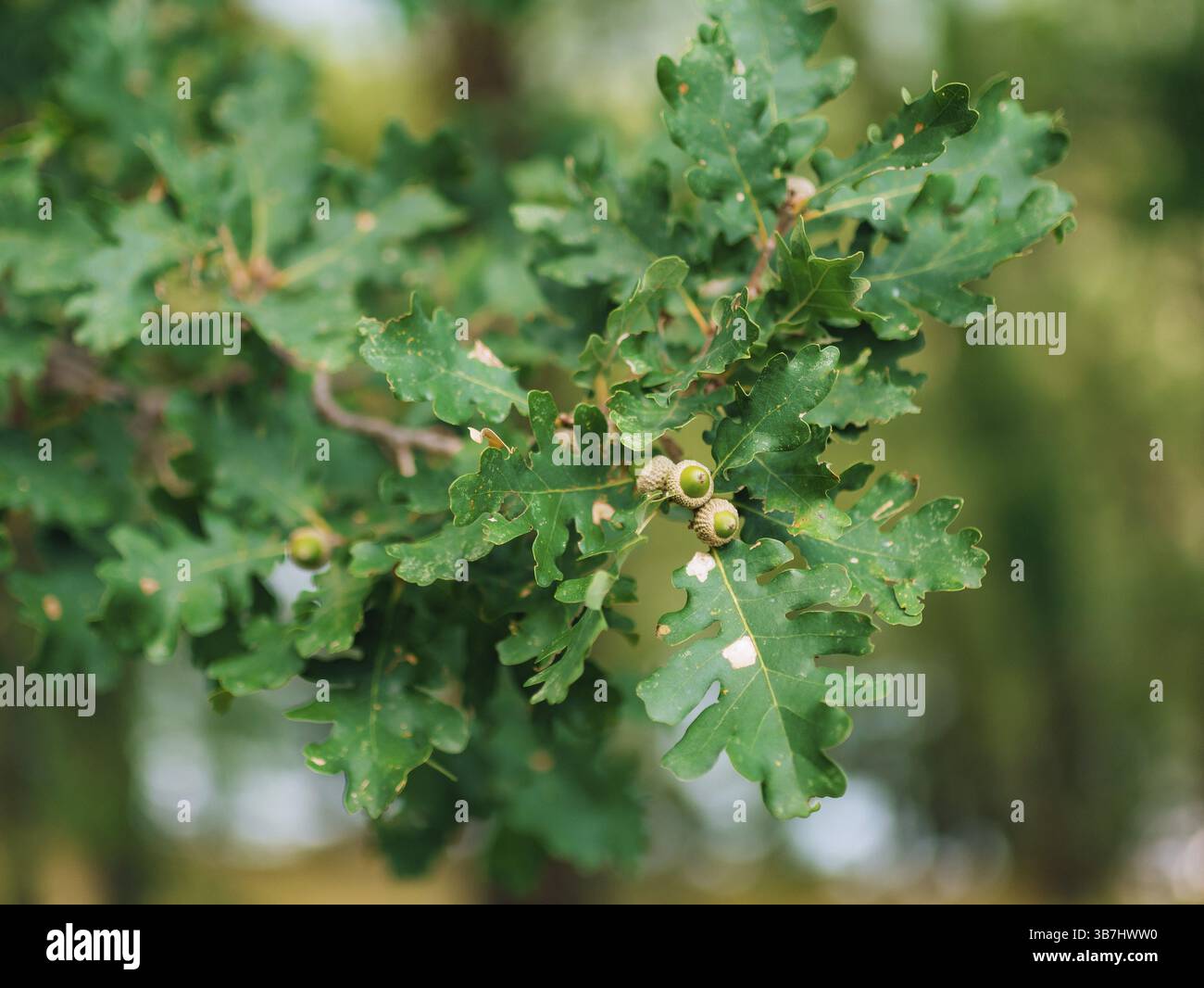 Green leaves of oak and acorns on the tree of oak Stock Photo - Alamy