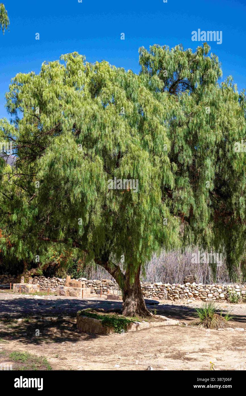 March 8, 2024, Tilcara, Jujuy Province, Argentina: Peruvian Pepper Tree ...