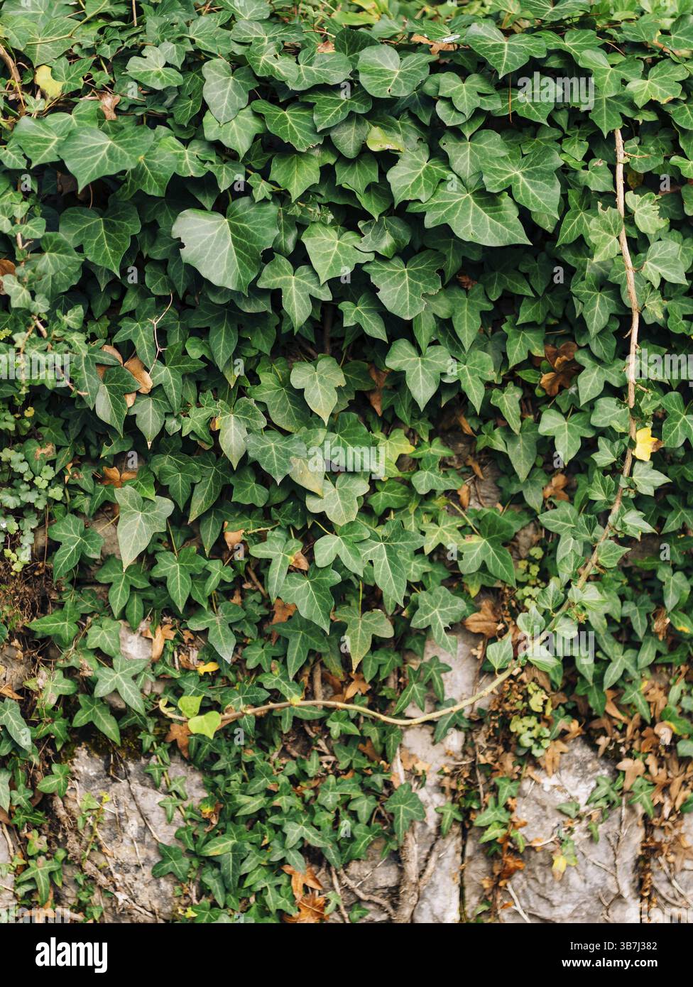 Trees overgrown with ivy. Texture of wild plants in the forest Stock ...