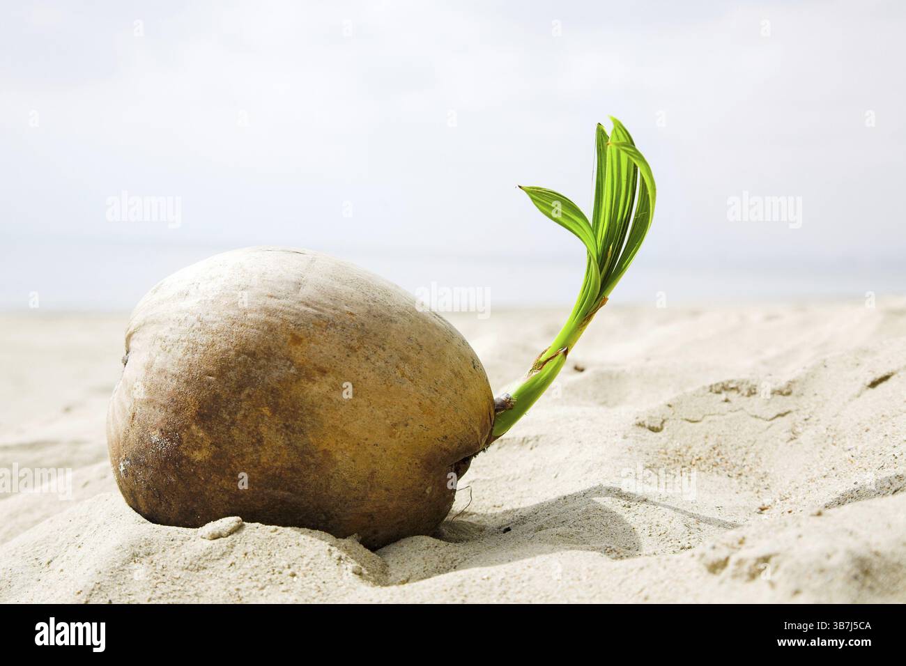 Coconut sprout on the tropical sea beach Stock Photo - Alamy