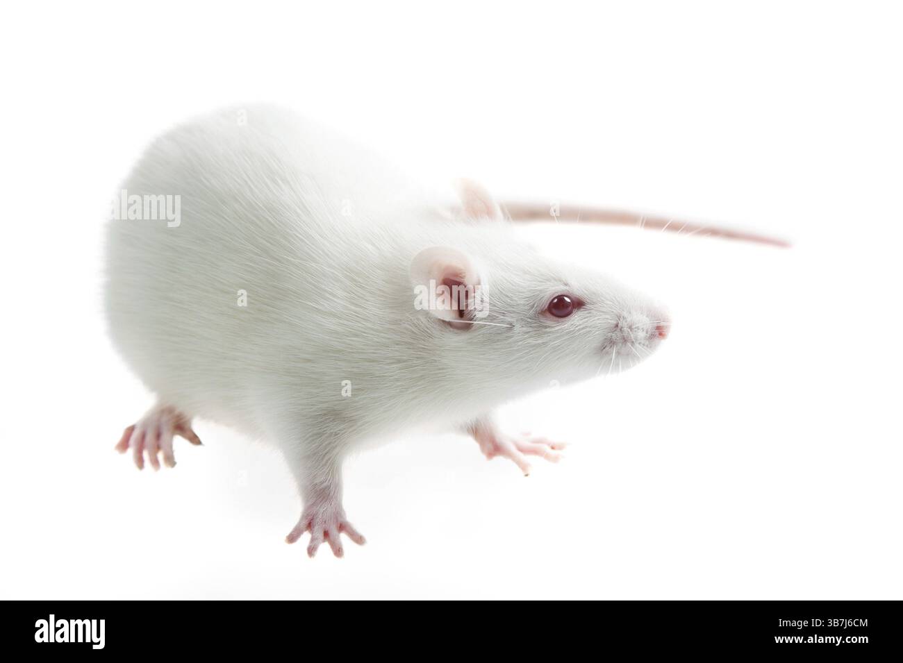 White laboratory rat isolated on white background Stock Photo - Alamy