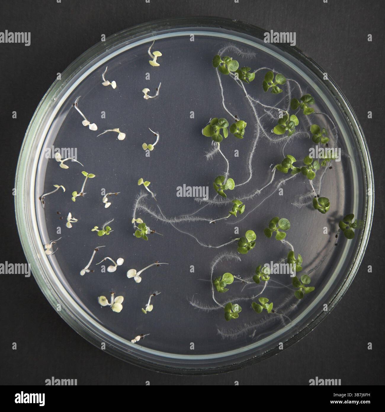 Dna transgenic hi-res stock photography and images - Alamy