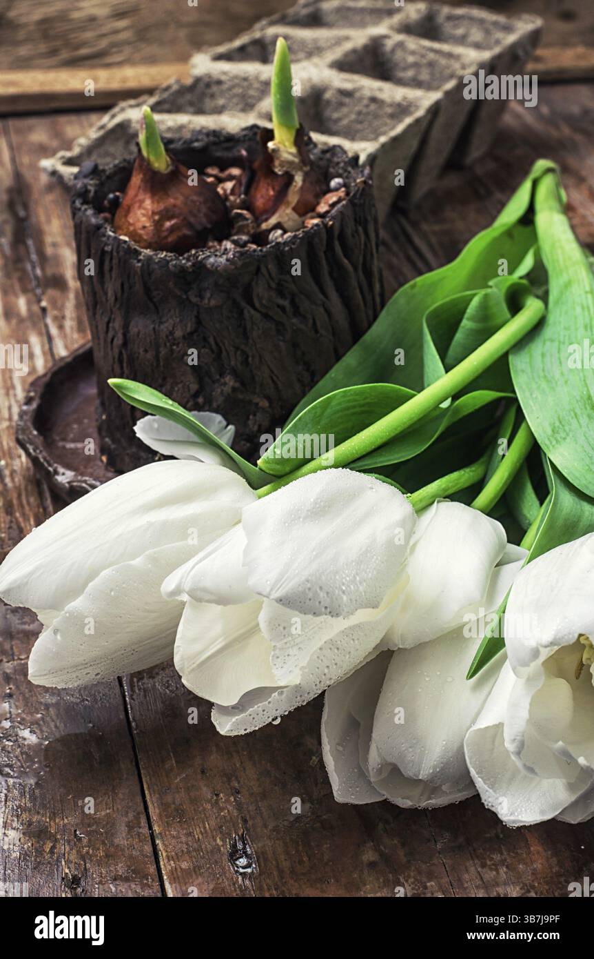 Sprouted bulbs on white background fresh cut tulips Stock Photo - Alamy