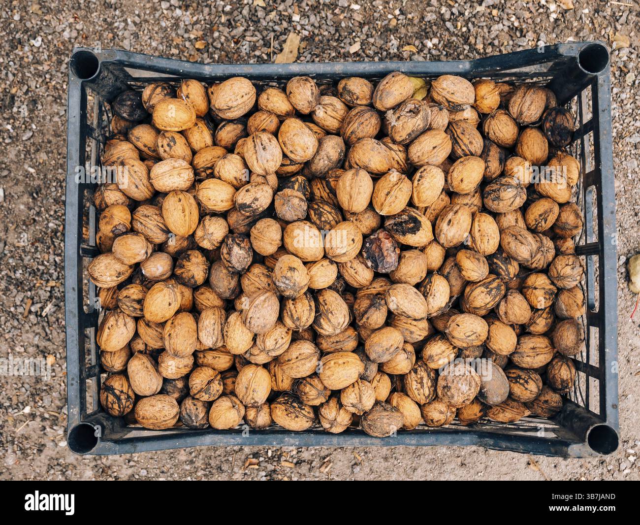 Many walnuts. Nuts in a box. Texture nuts Stock Photo - Alamy