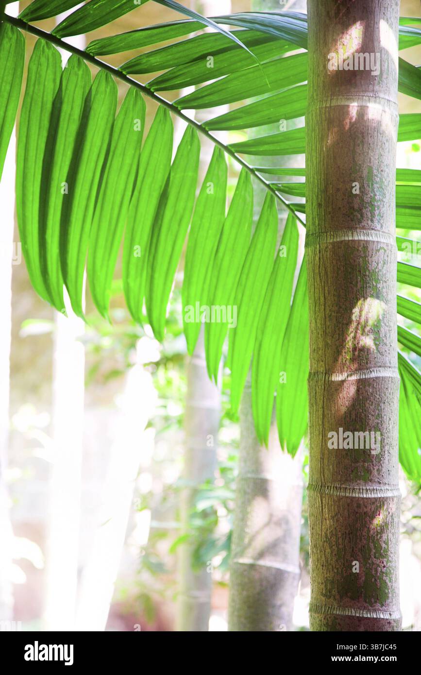 Tropical forest with areca palm (Areca catechu Stock Photo - Alamy