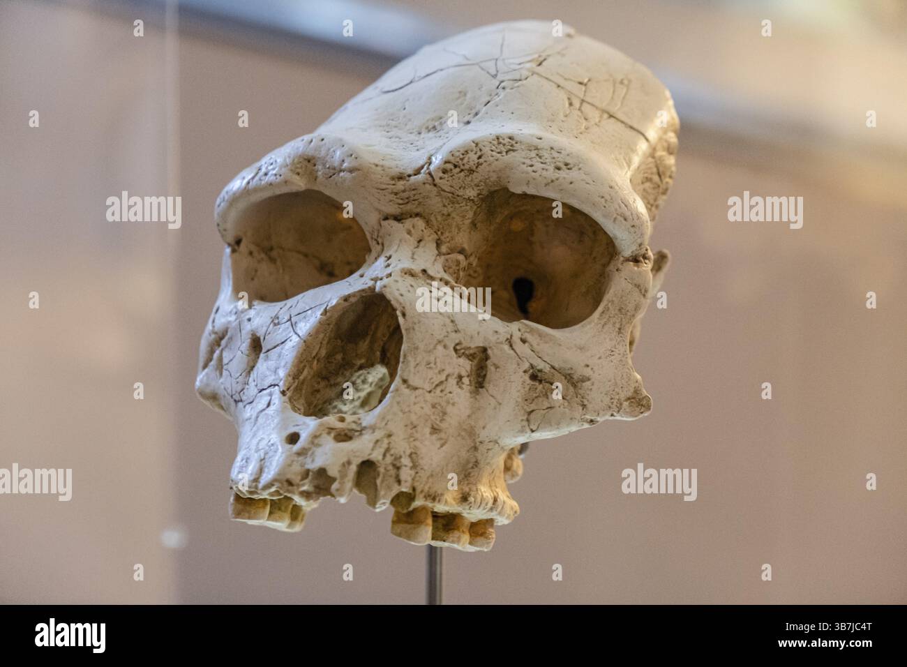 Homo heidelbergensis skull replica, Museo de la evolucion humana, MEH ...