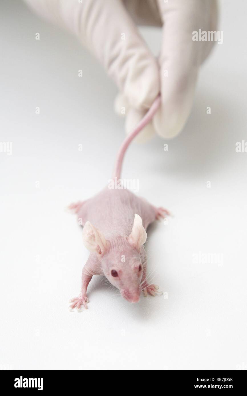 Women laboratory holding rat hi-res stock photography and images - Alamy