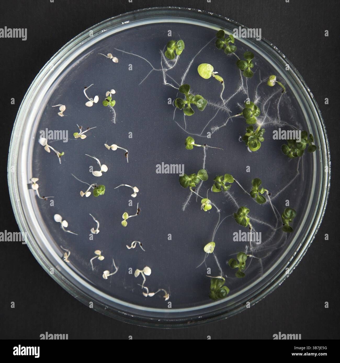 Experiments plants in petri hi-res stock photography and images - Alamy