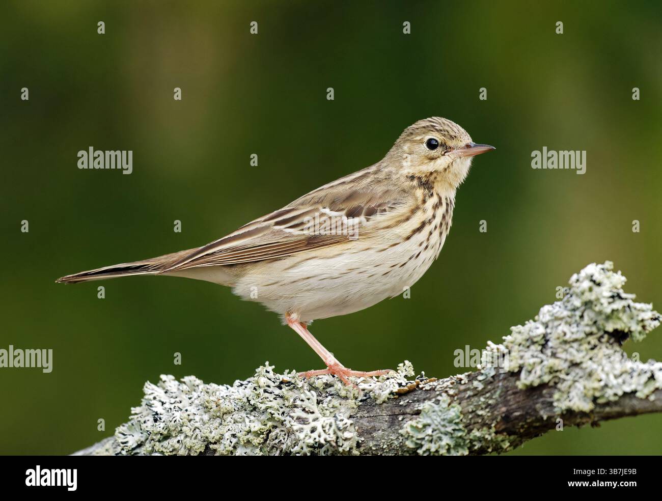 Tree pipit on branch Stock Photo - Alamy