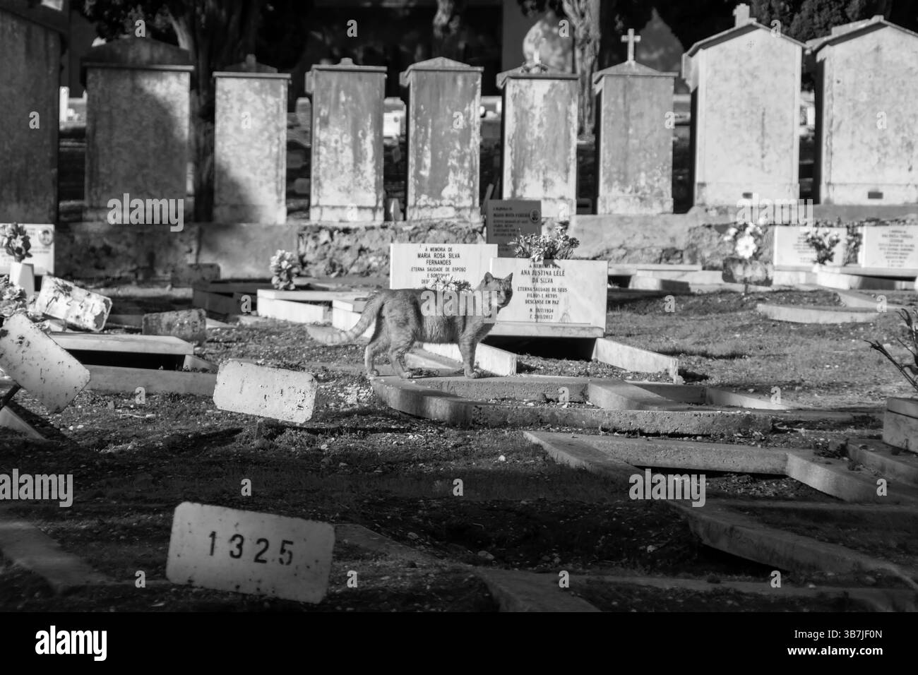 Grave markers and mossy crypt in quiet historic cemetery Stock Photo ...