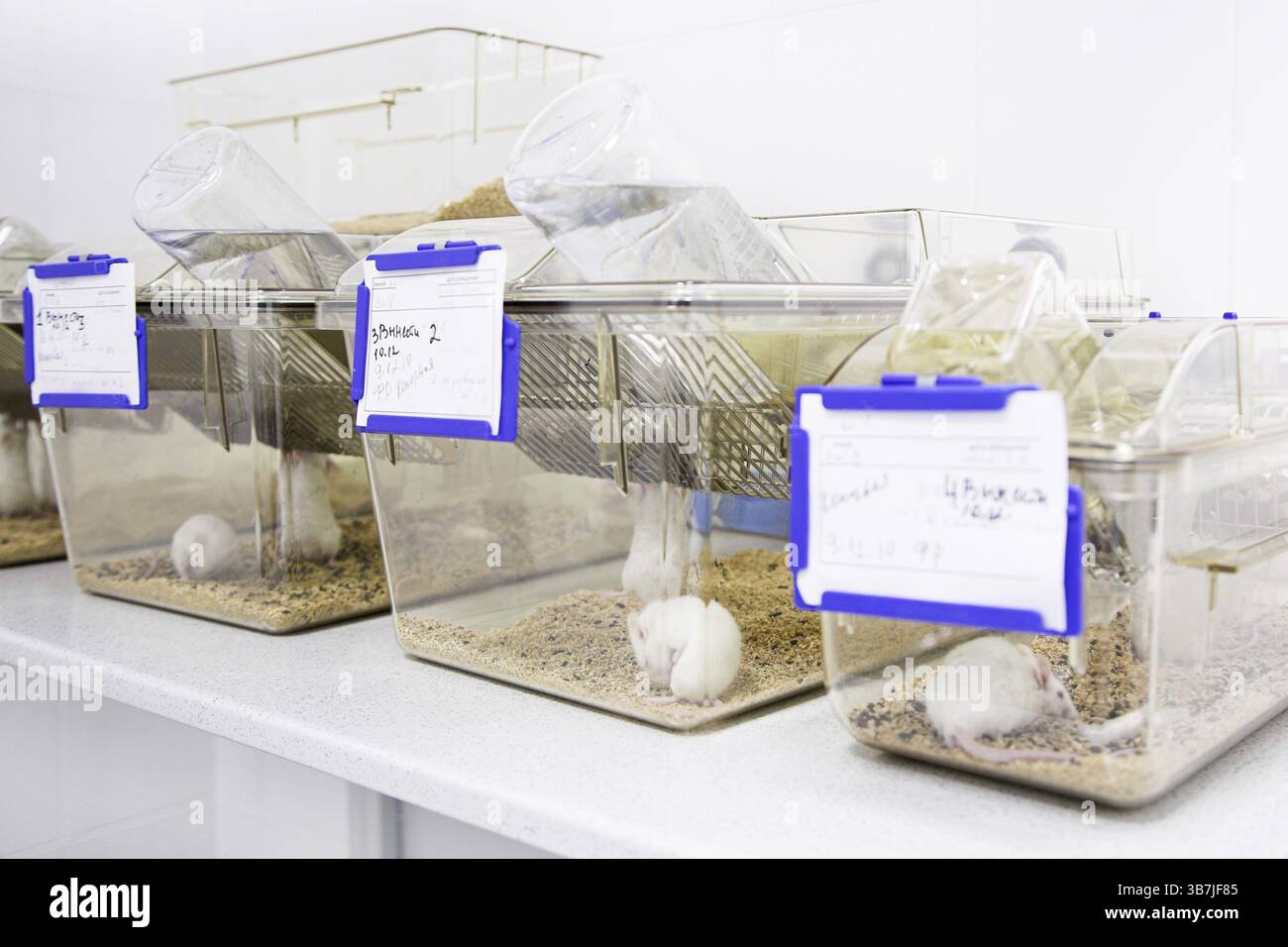 Cages with white mouse in the biology laboratory Stock Photo - Alamy