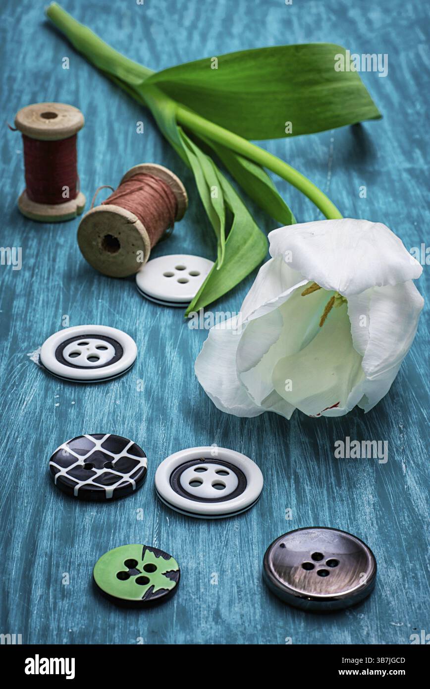 One white tulip and buttons with threads on turquoise wooden background ...