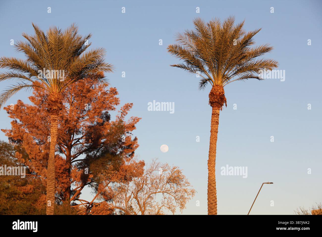 palm tree landscape with full moon Stock Photo - Alamy