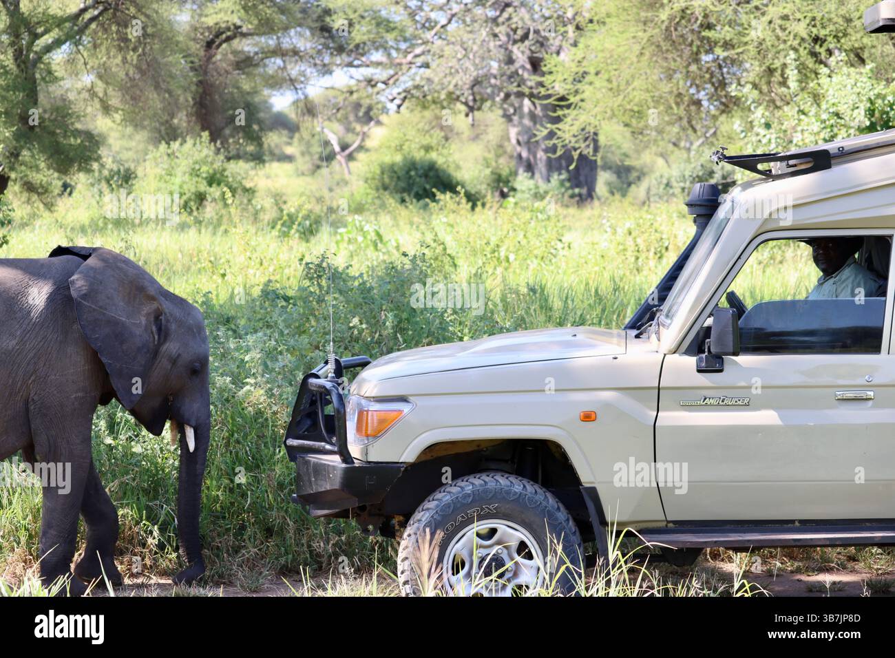 An elephant facing a 4x4 car at the Tarangire National Park, Tanzania ...