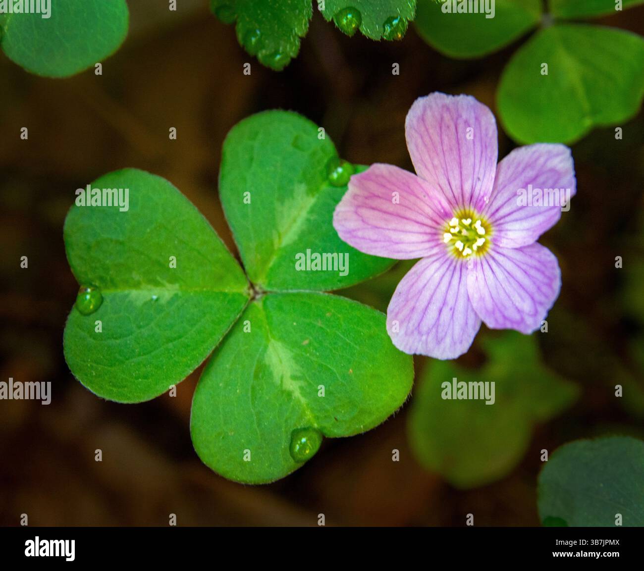 Redwood sorrel, Mount Tamalpais, California Stock Photo - Alamy