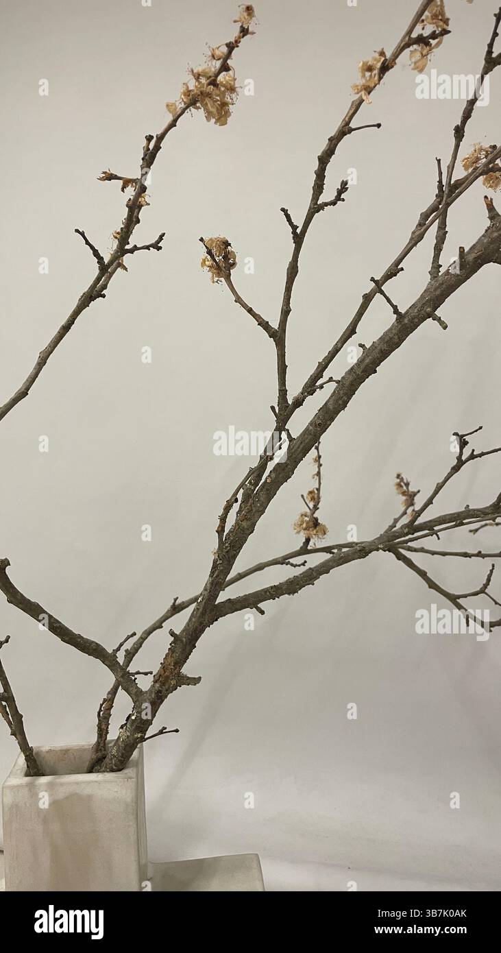 Natures Elegance This is a Stunning Minimalist Branch Display for Every ...