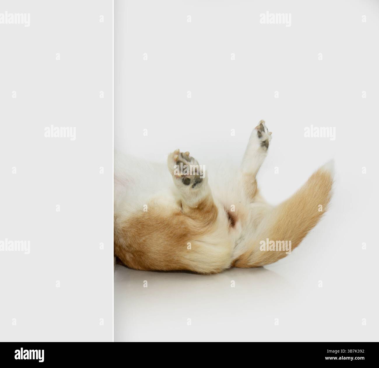 Dogs mating hi-res stock photography and images - Alamy