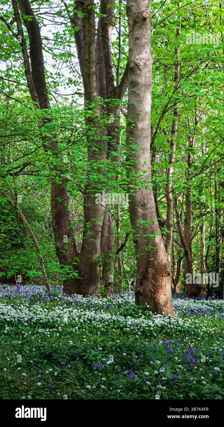 Bluebells and Wild Garlic, Blue Bell Woods, Morpeth, Northumberland ...