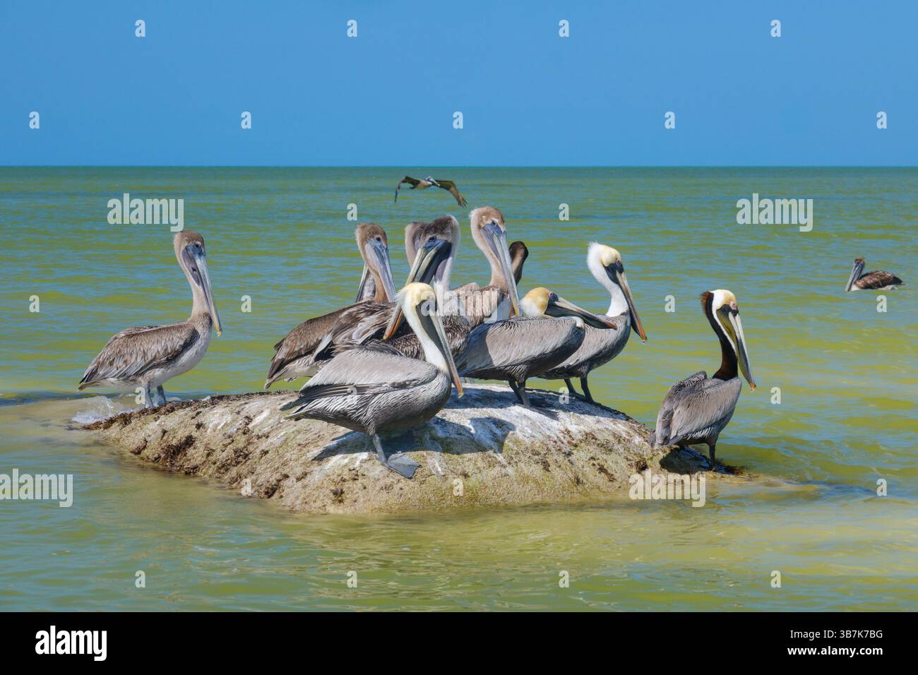 A group of brown pelicans (Pelecanus occidentalis) rests on a man-made ...