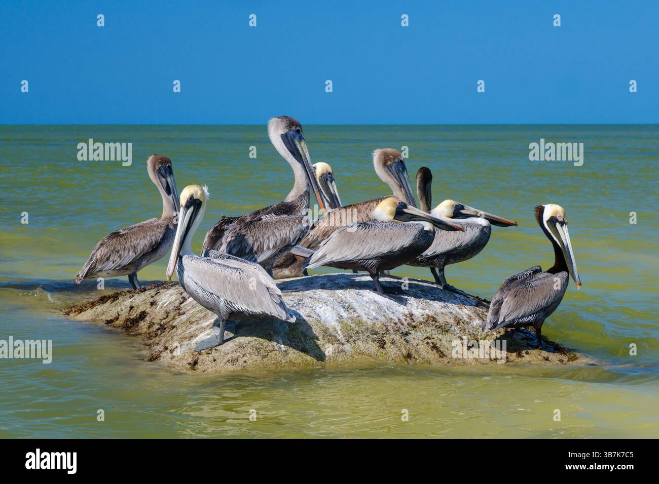 A group of brown pelicans (Pelecanus occidentalis) rests on a man-made ...