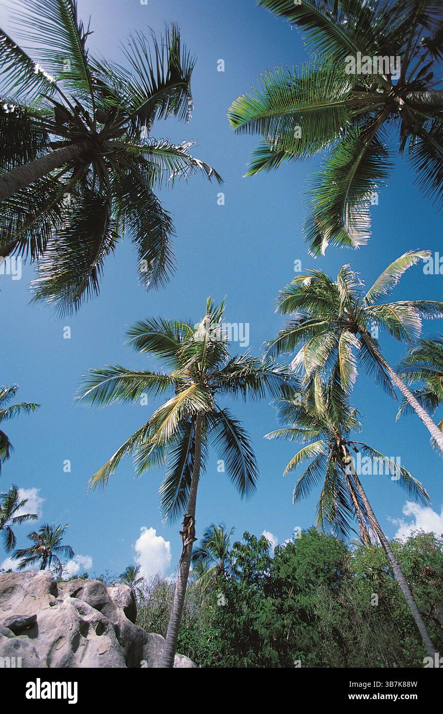 Palmiye trees hi-res stock photography and images - Alamy