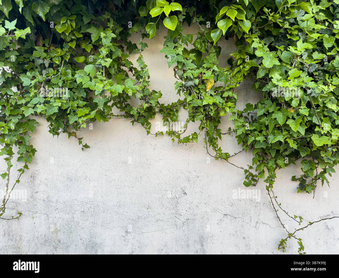 Green ivy cascading over a light plaster wall. Minimal natural ...