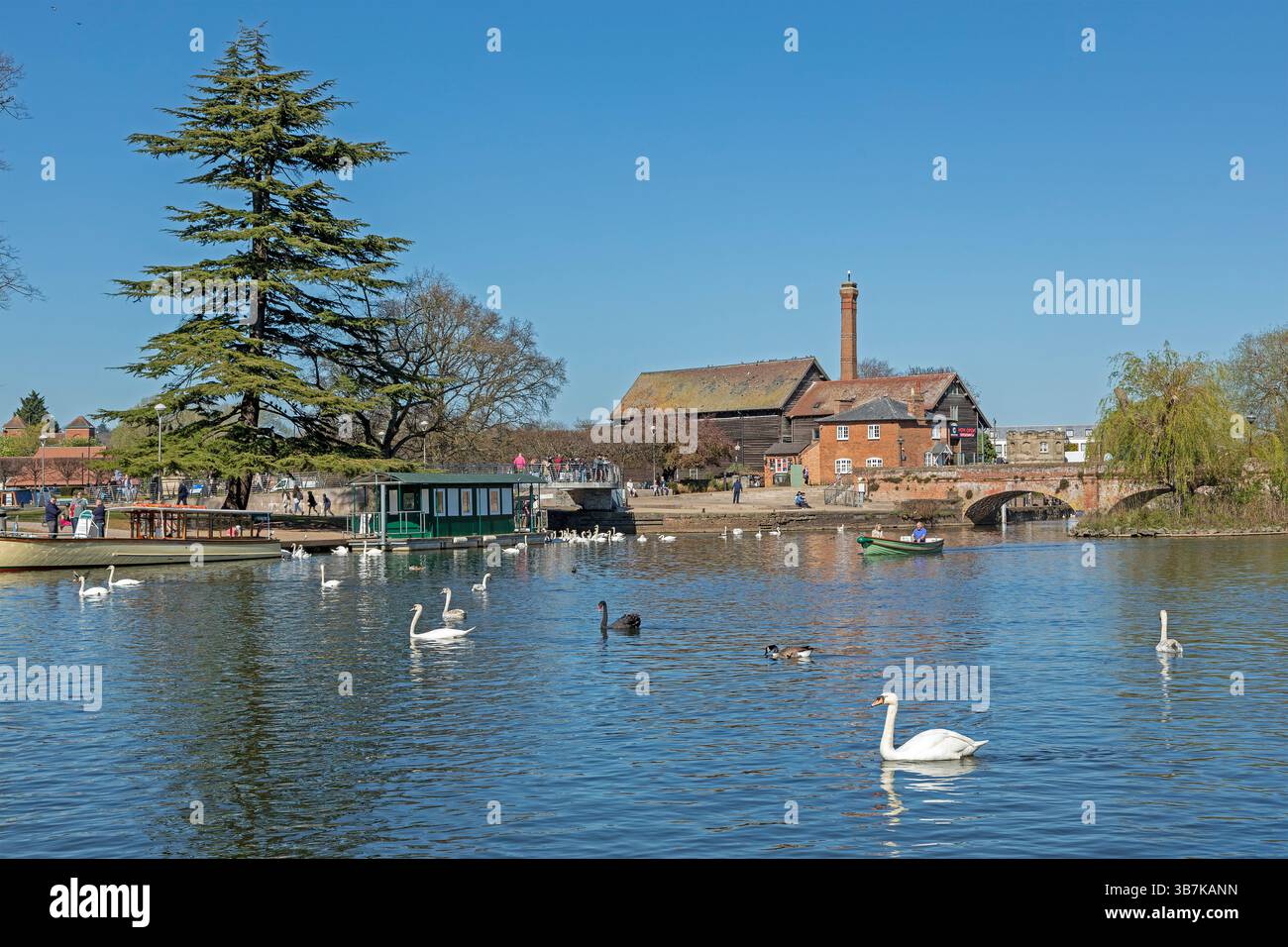 Swans, Cox's Yard and The Old Tramway Bridge, River Avon, Stratford ...