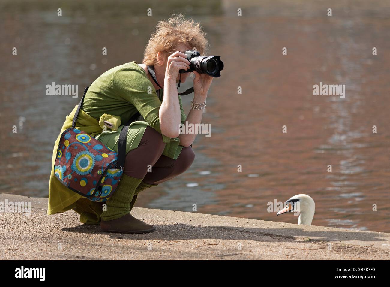Woman taking photos, swan is watching her, River Avon, Stratford-upon ...