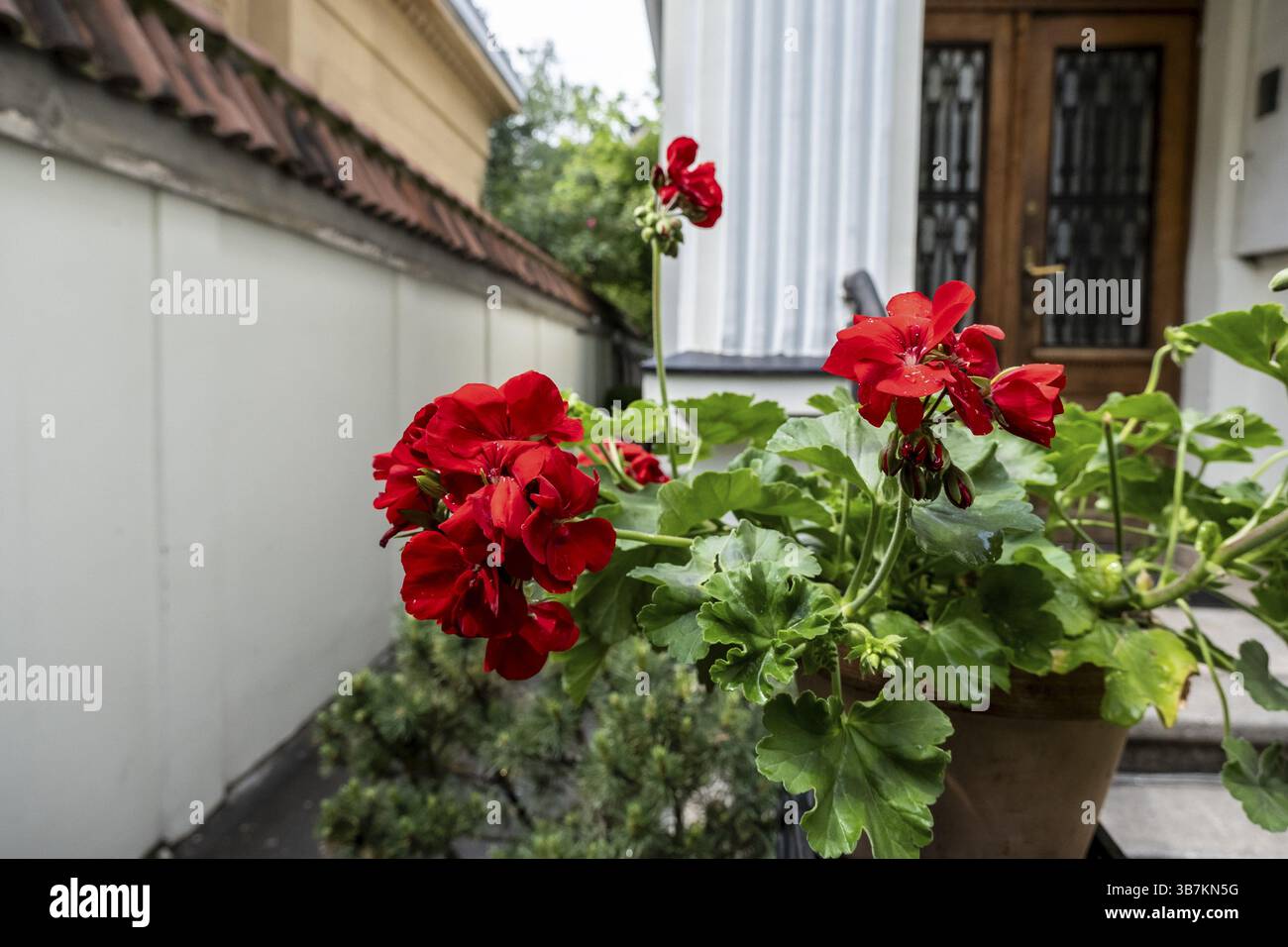 Red geraniums in a flower pot in front of the front door of a ...
