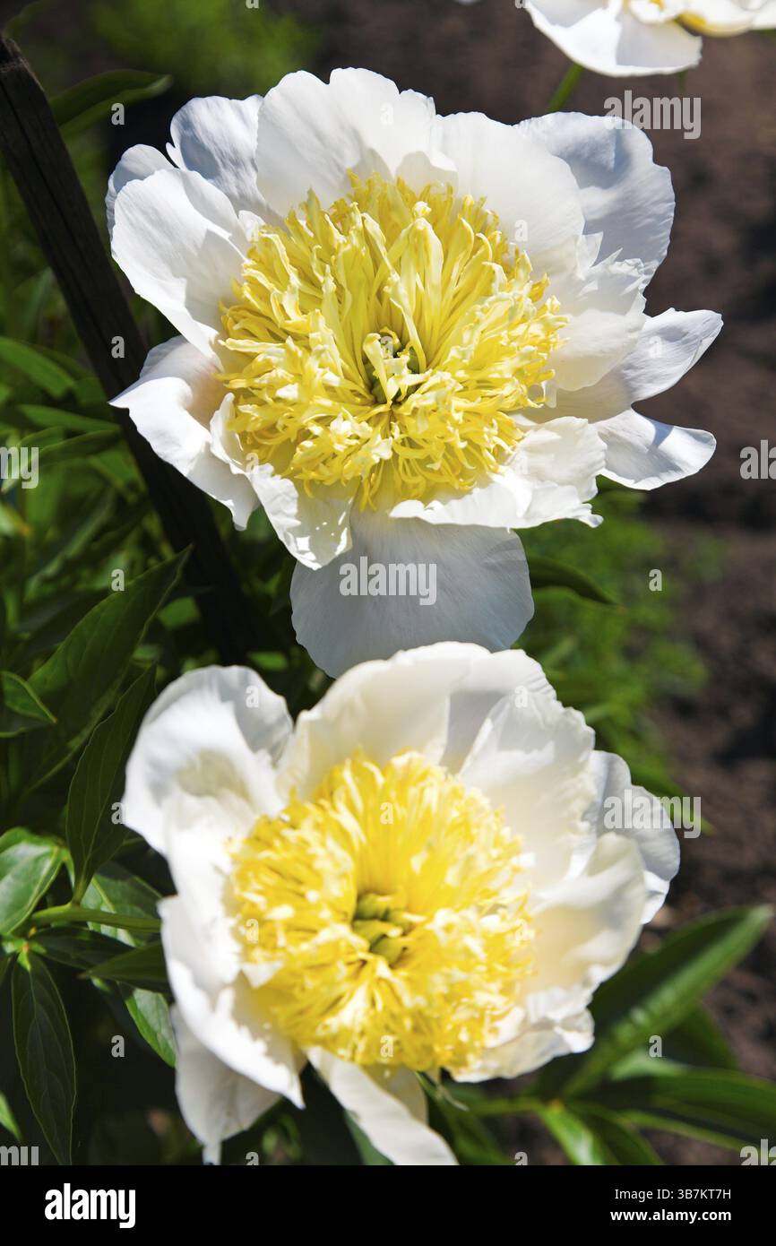 Outdoor photos of beautiful peony flowers Stock Photo - Alamy