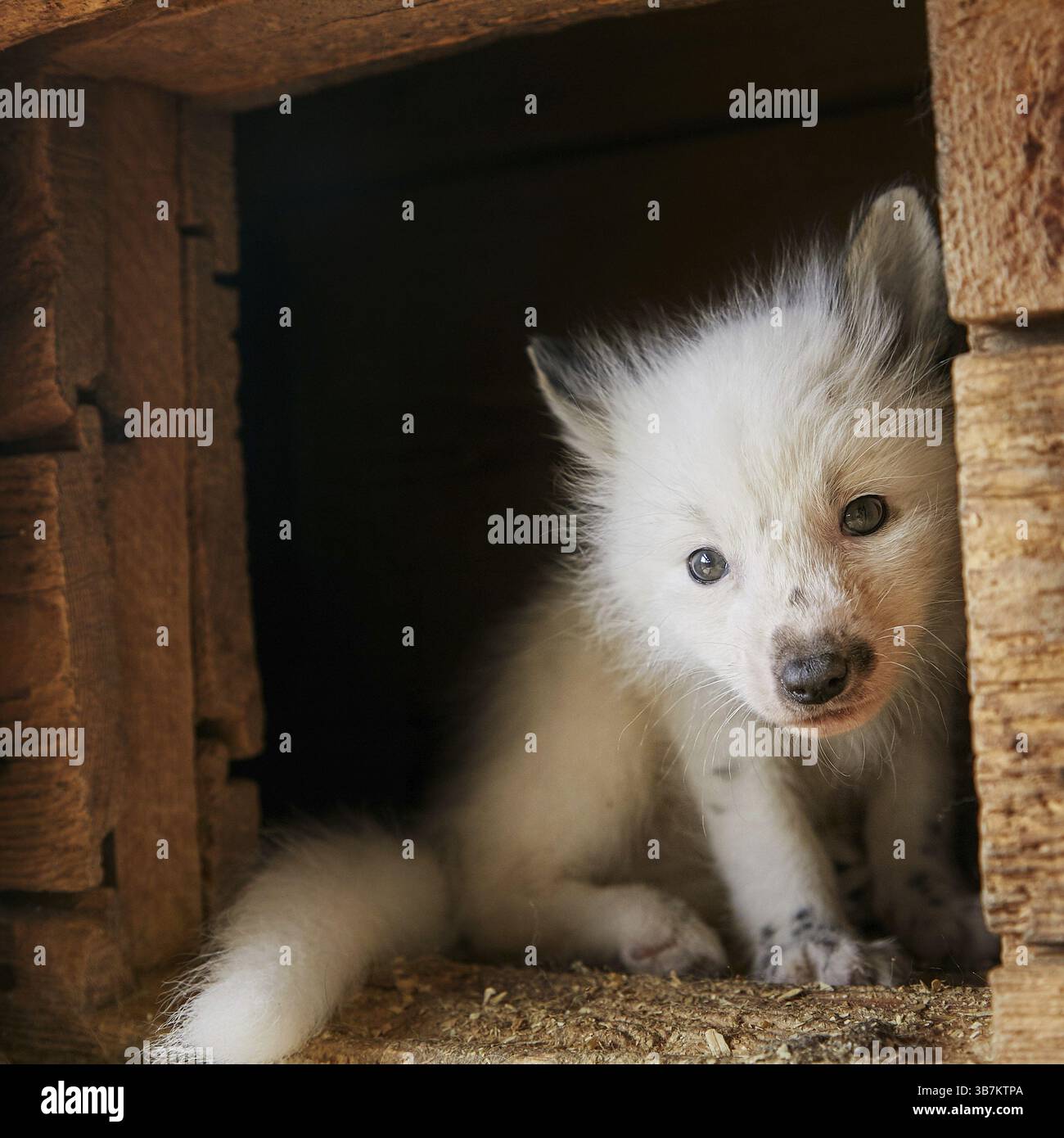 Curious young fox in a cage Stock Photo - Alamy