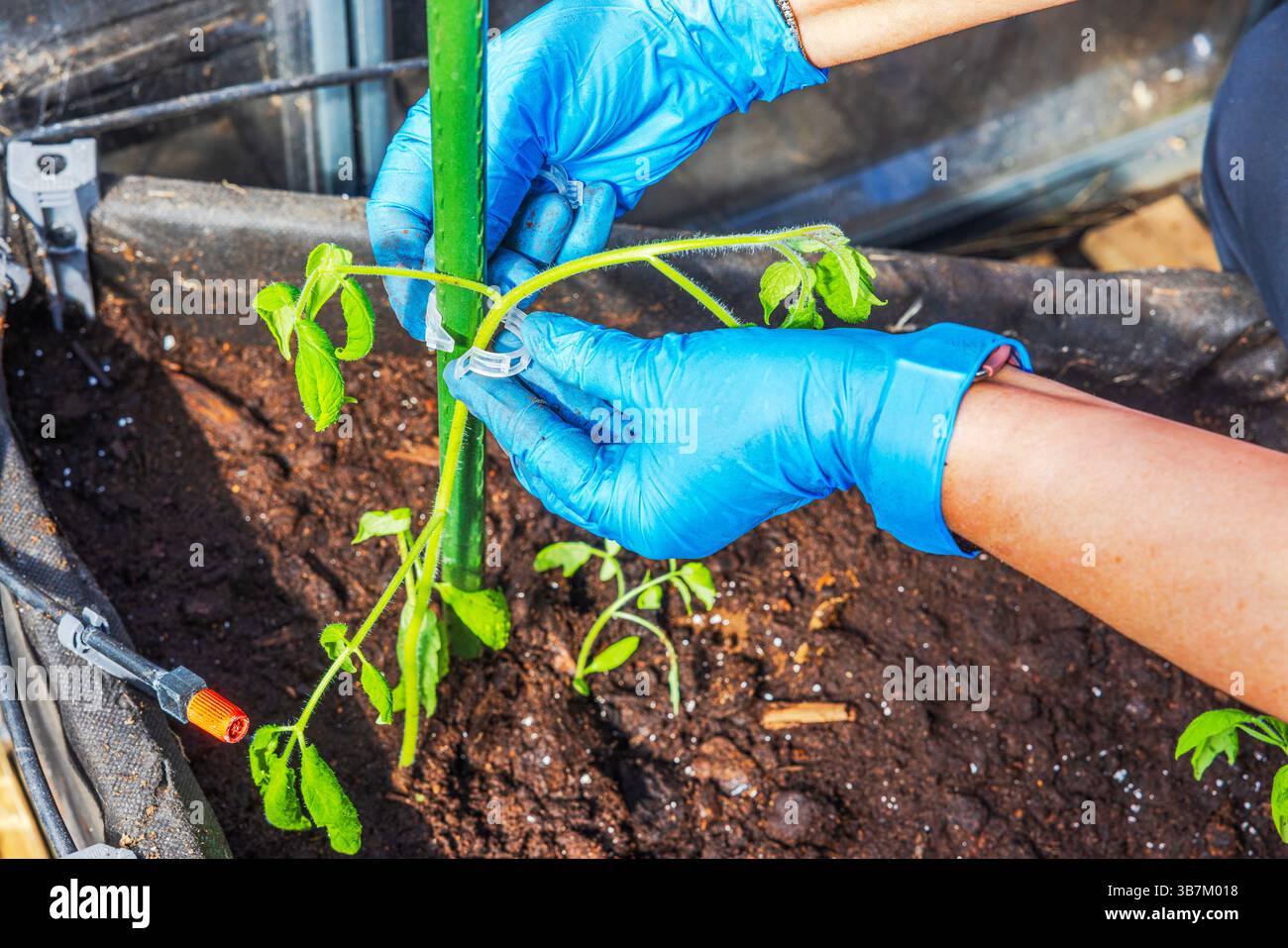 Hands woman in blue gloves securing tomato stem to support pole using ...