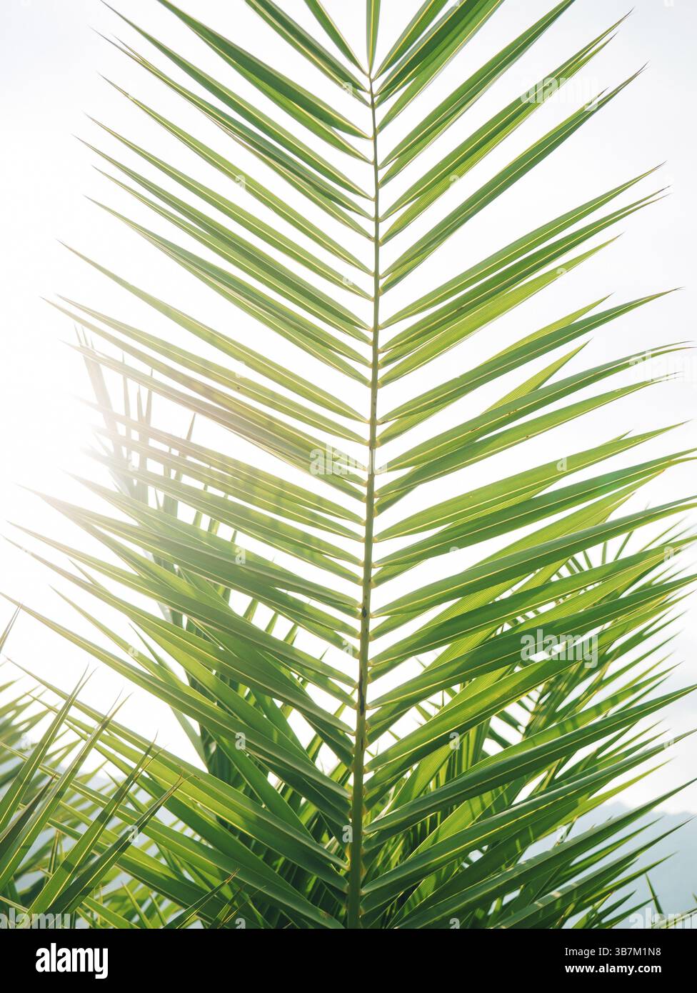 A branch of a palm tree close-up. Date tree in Montenegro Stock Photo ...