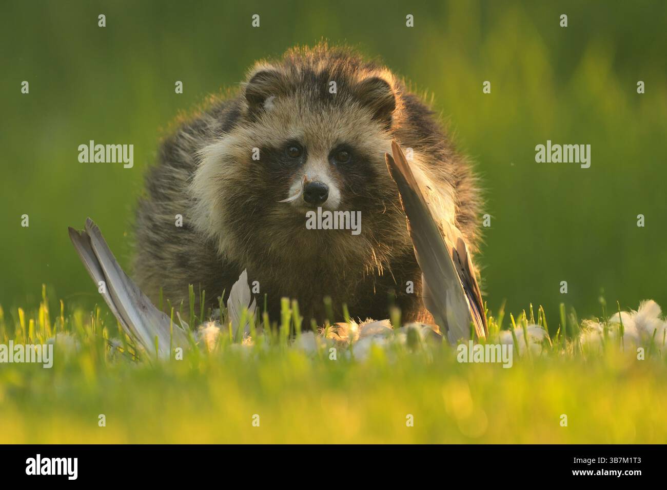 Common raccoon dog Nyctereutes procyonoides meadow Chinese Asian field ...