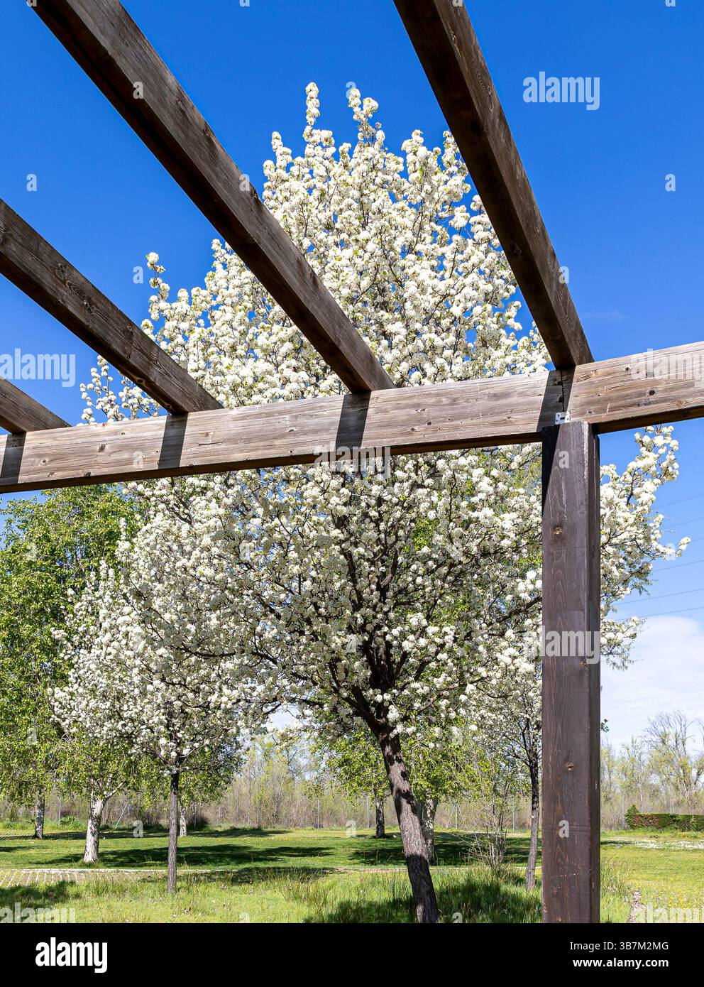 Wooden pergola structure with beams extending horizontally and ...