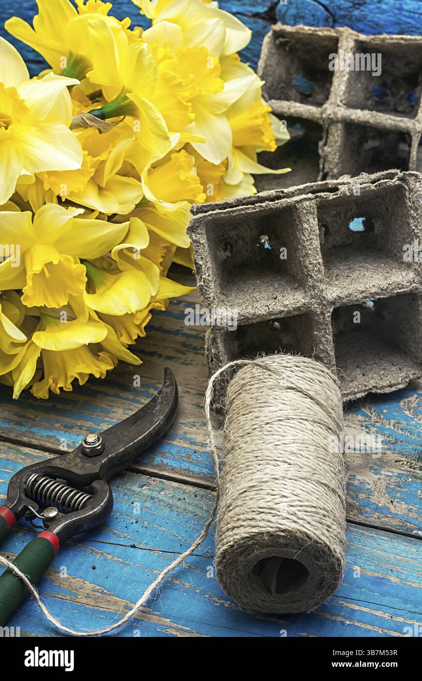 Peat pots, gardening secateurs and buds of yellow daffodils Stock Photo ...
