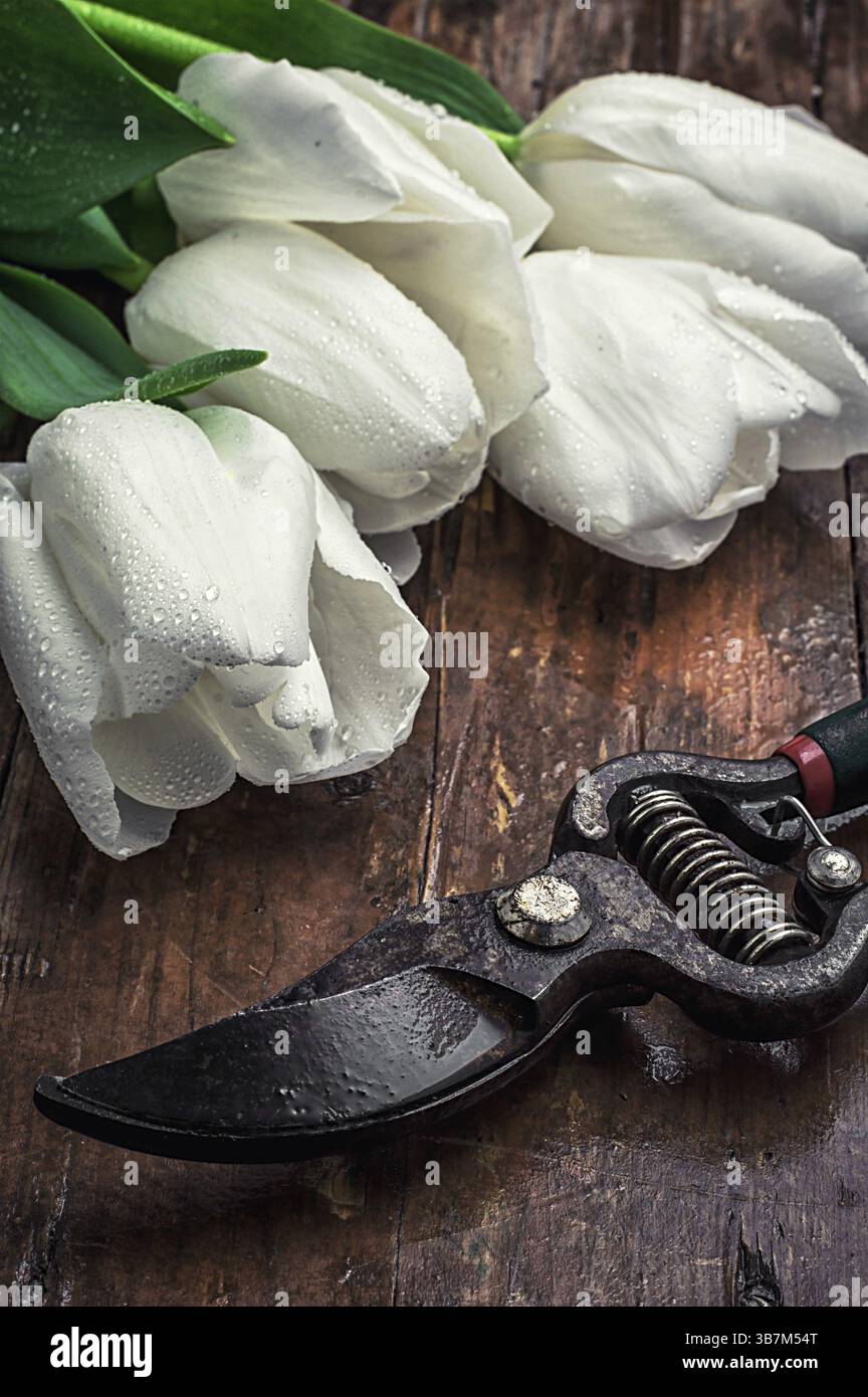 Sprouted bulbs on white background fresh cut tulips Stock Photo - Alamy