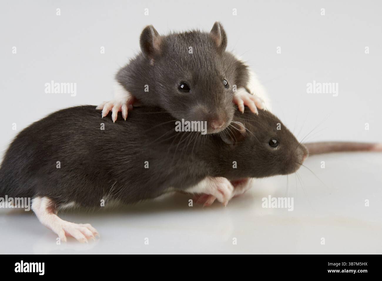 Brattleboro laboratory rat isolated on grey background Stock Photo - Alamy