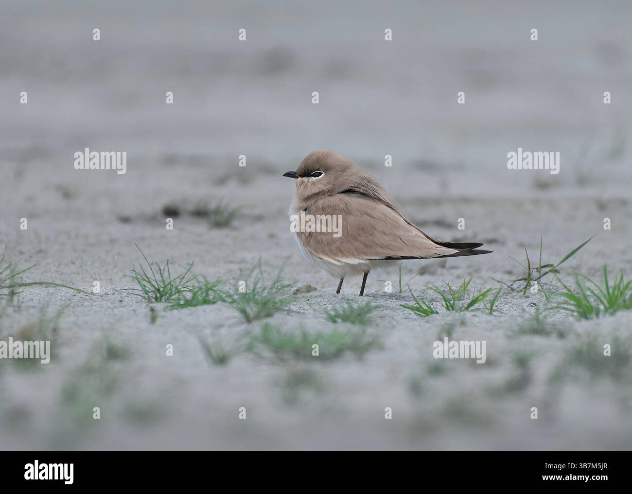 This bird has short legs, long pointed wings and a short tail. Its ...