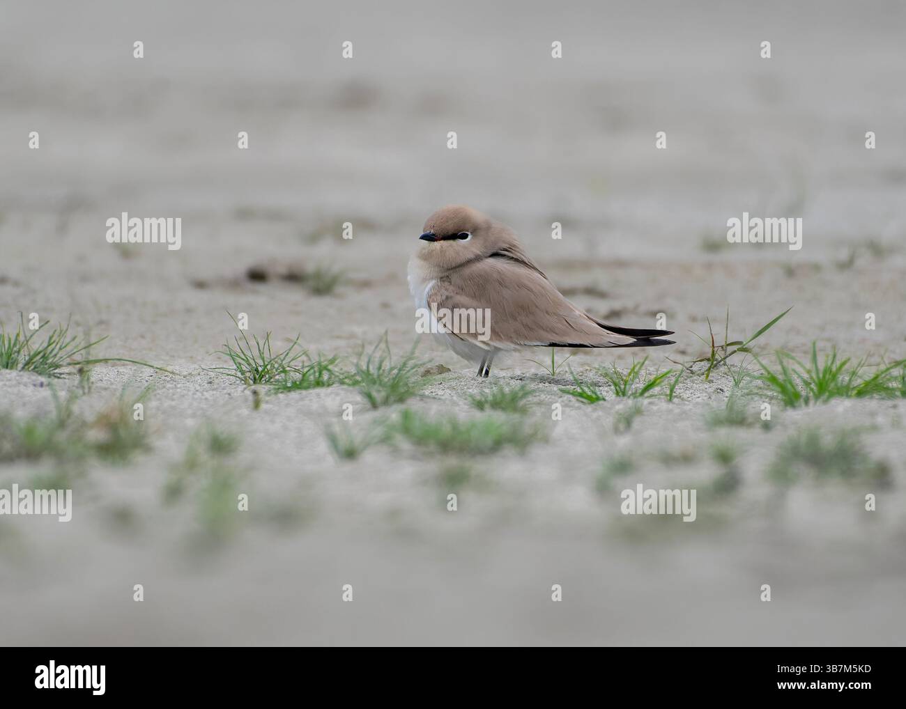 Short legs and long legs hi-res stock photography and images - Alamy