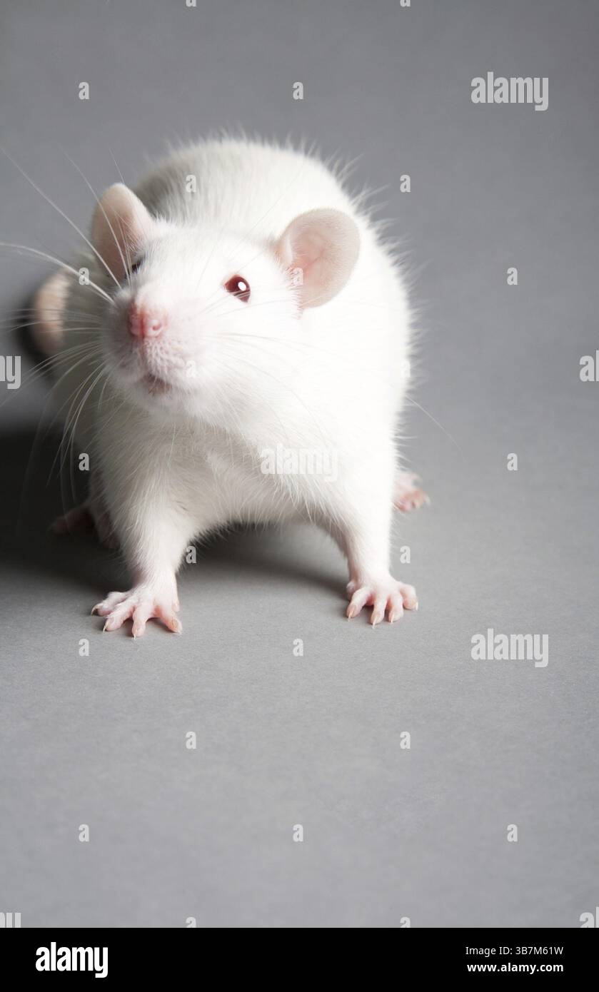 White laboratory rat isolated on grey background Stock Photo - Alamy
