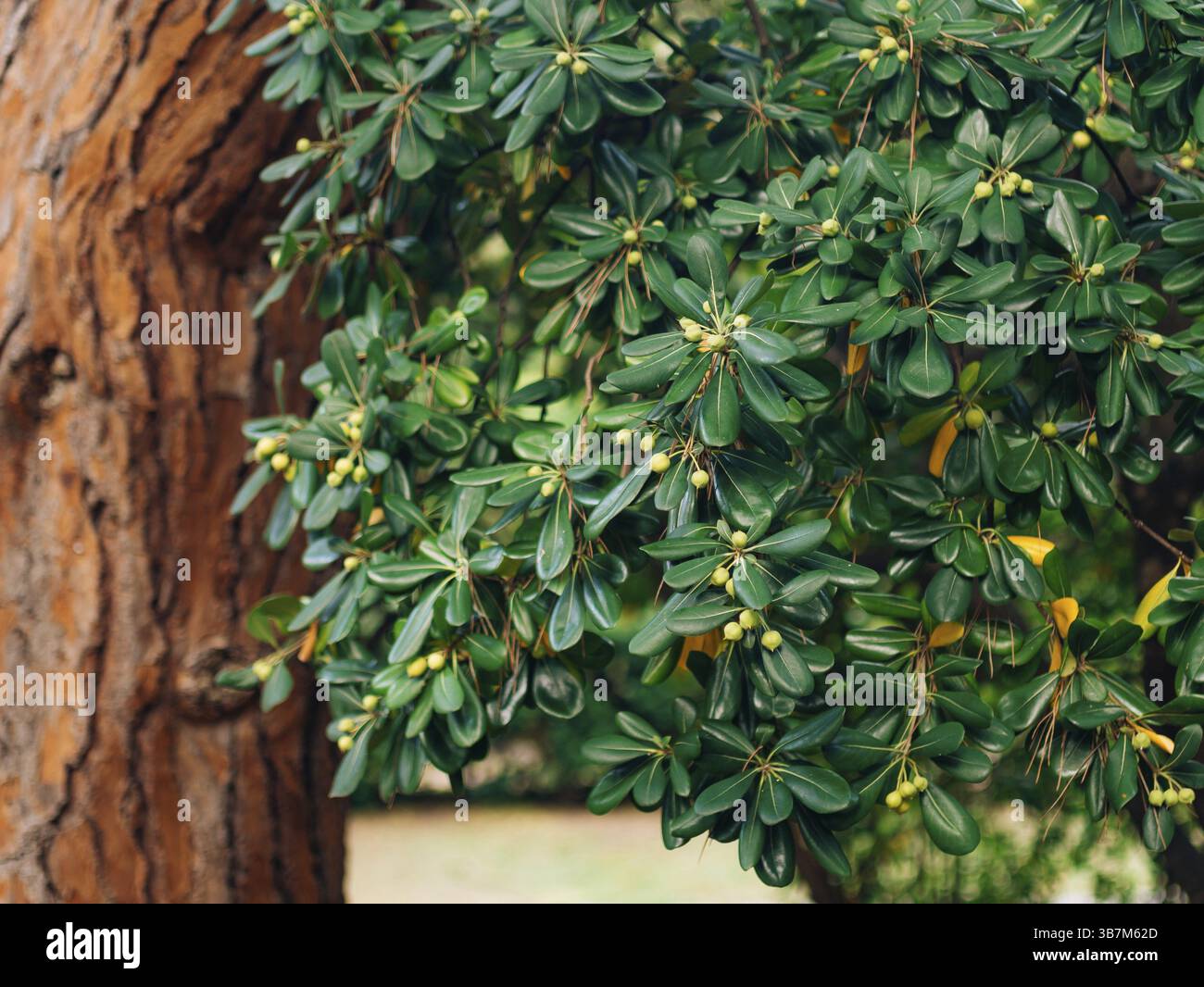 Shrubs and trees Pittosporum in Montenegro. Landscaping design of the ...