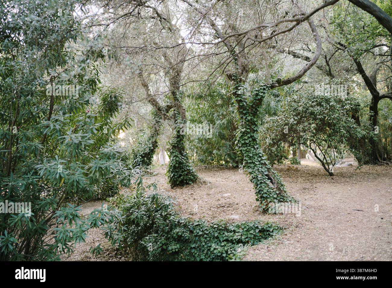 Entwined trees hi-res stock photography and images - Alamy