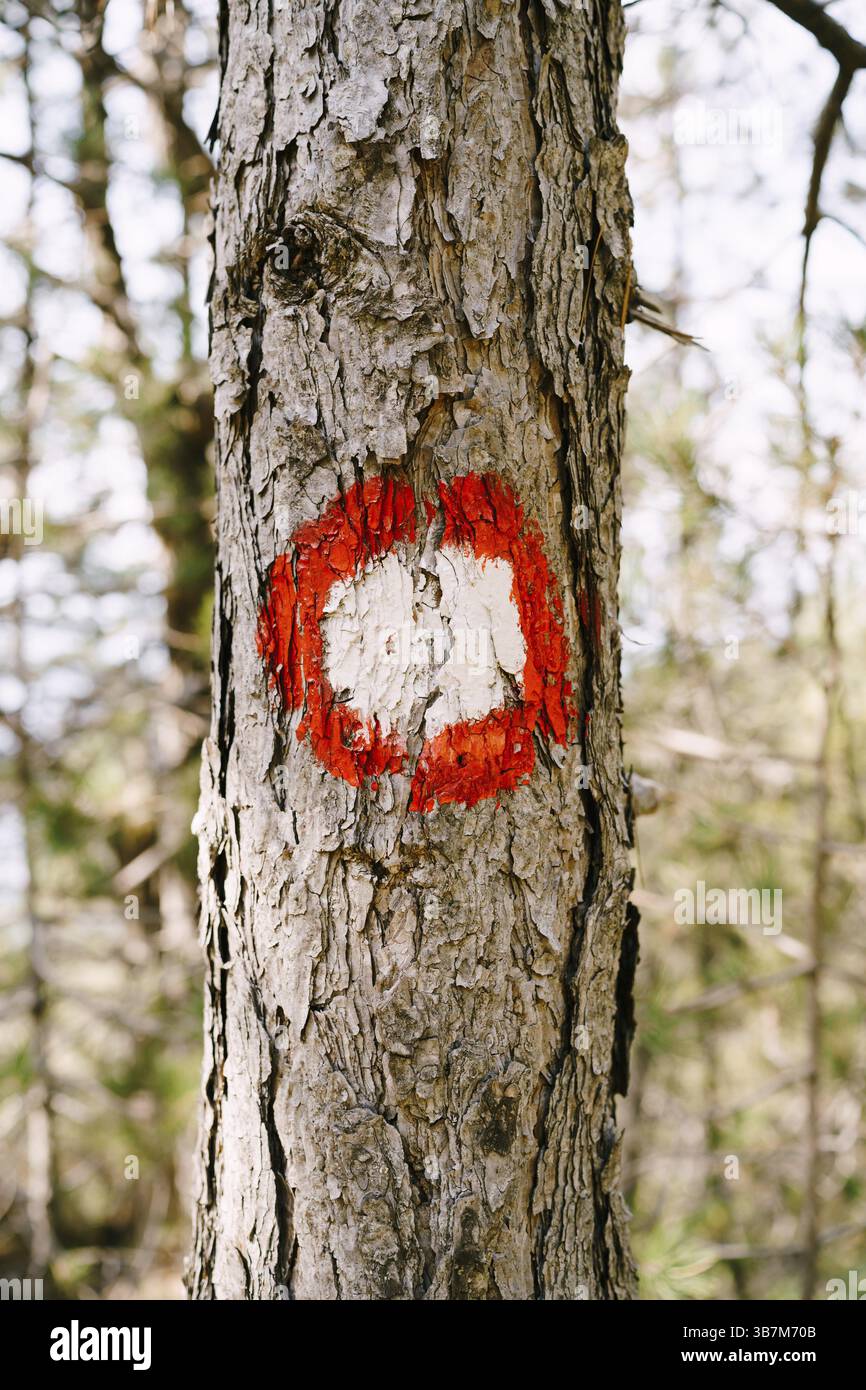 Red dot hiking sign on a tree. Red circle with a white dot. Direction ...