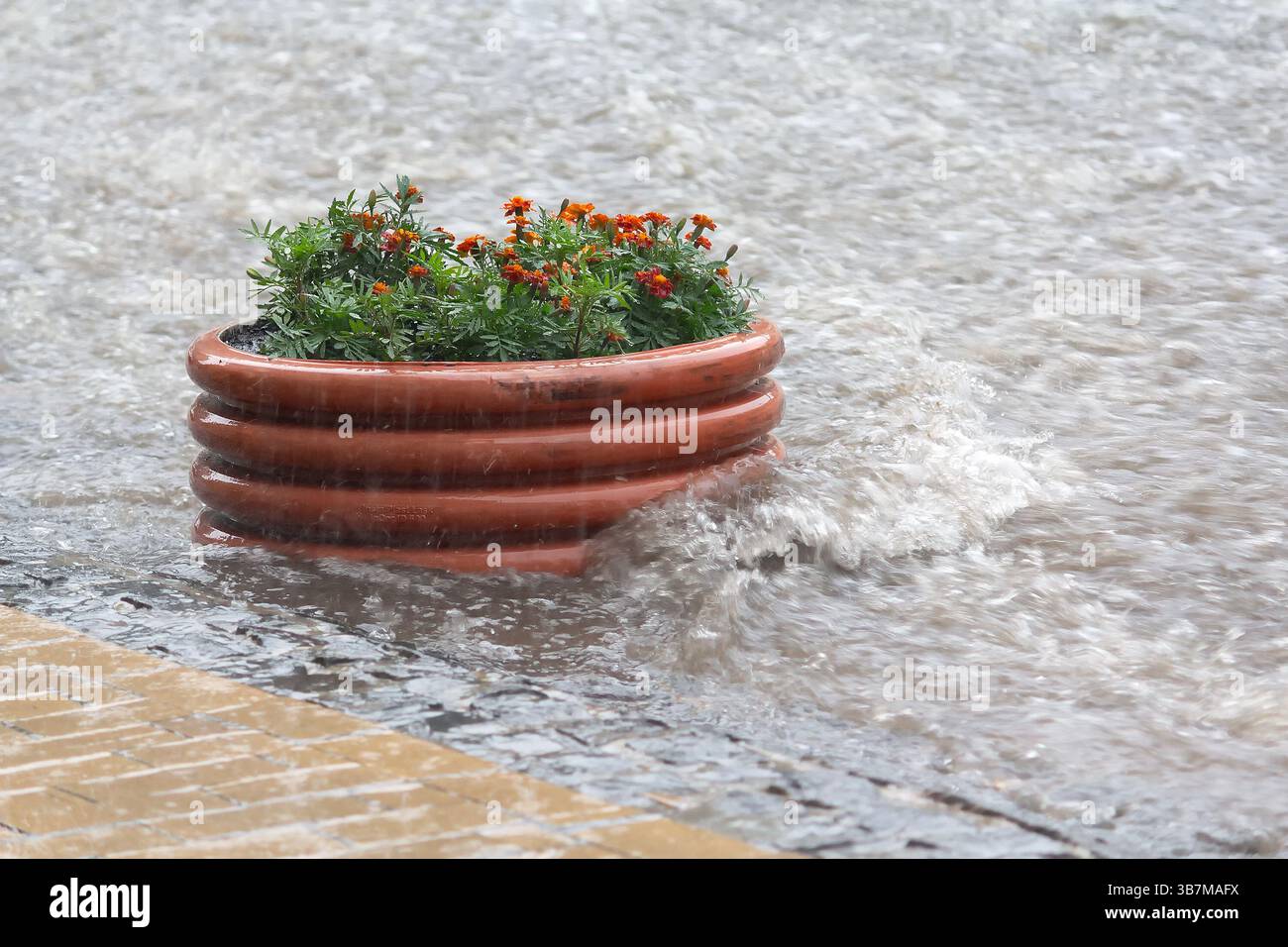 A stream of rainwater flows around a flowerbed on a city street Stock ...